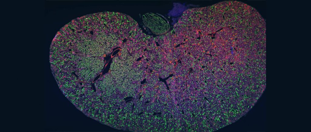 Mouse - Huron Digital Pathology